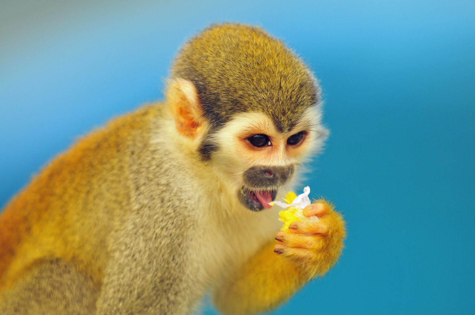 VIAGENS, IMAGENS E PENSAMENTOS ( Helena Afonso): O SOL E A MAJESTOSA ...