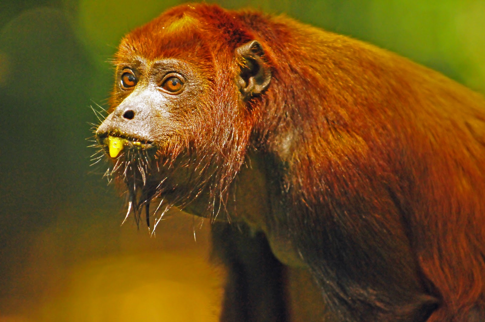 VIAGENS, IMAGENS E PENSAMENTOS ( Helena Afonso): OS GUARIBAS VERMELHOS ...