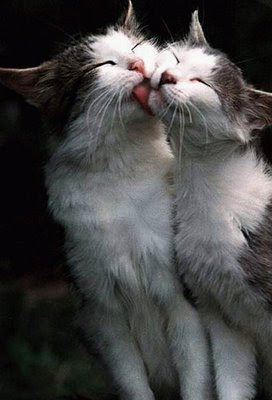 Cats : Falling in Love - Fun Blog