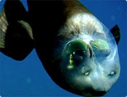 Macropinna microstoma: A deep-sea fish with a transparent head and ...