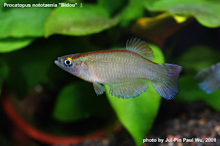 國寶的藏寶箱: Procatopus 屬(燈眼類lampeye)