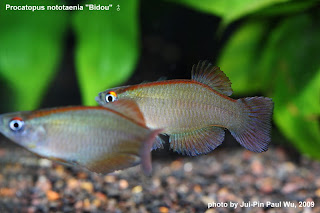 國寶的藏寶箱: Procatopus 屬(燈眼類lampeye)