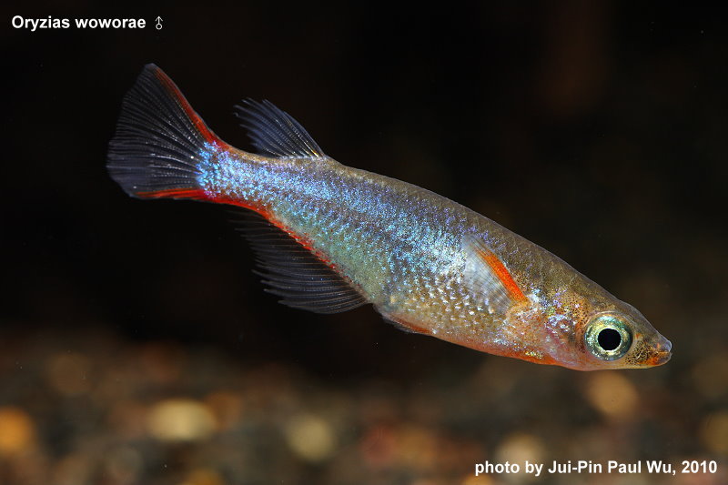國寶的藏寶箱: Oryzias woworae