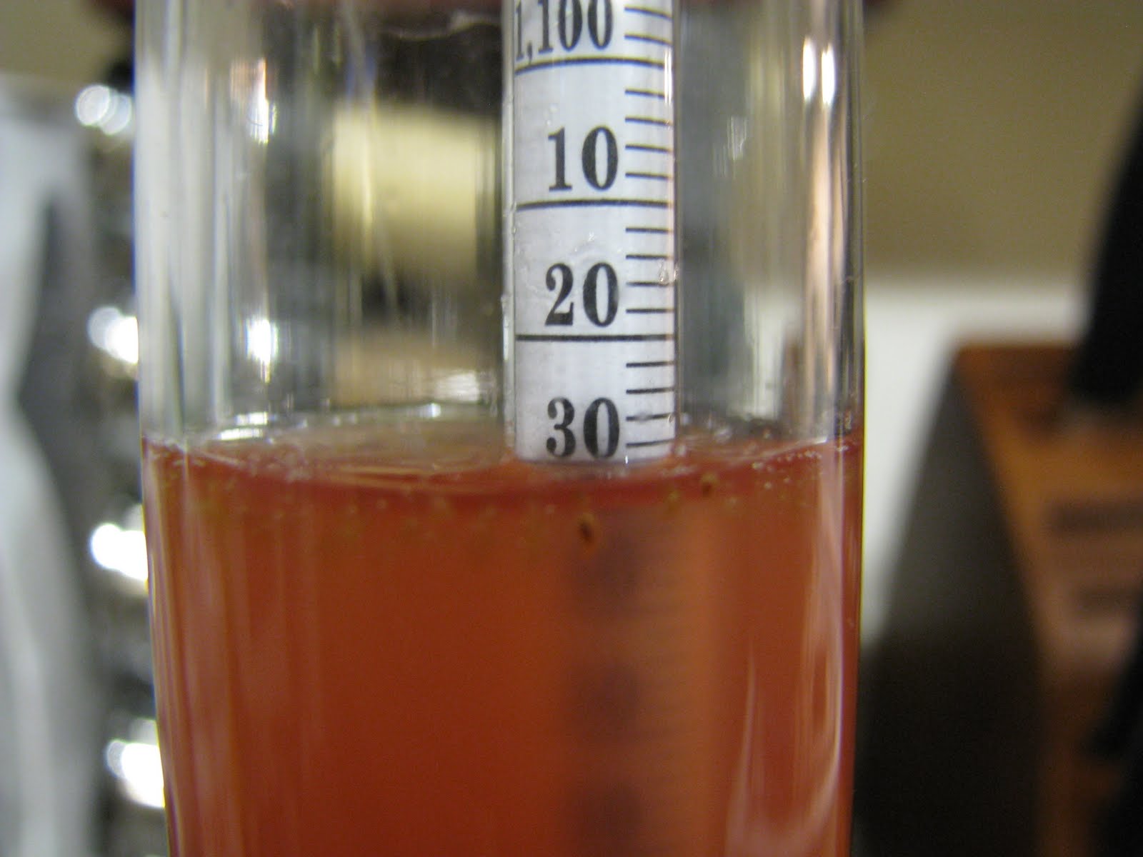 Prickly Pear cactus fruit mead brew day.