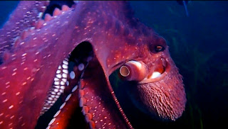 nevertheless: Octopus Camera Operator