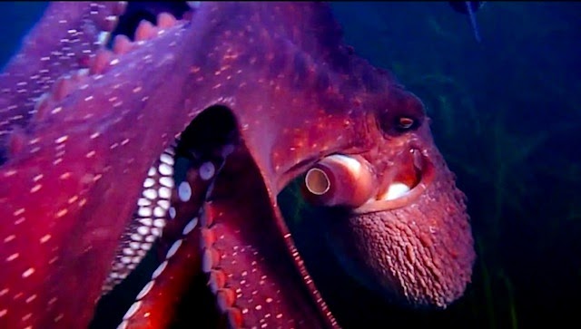 nevertheless: Octopus Camera Operator