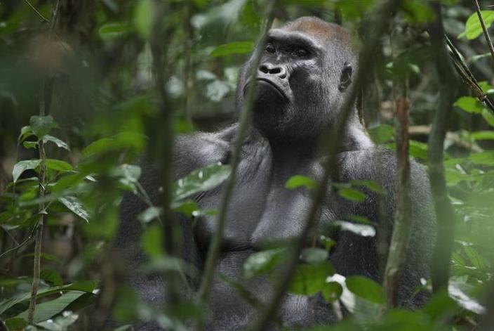 This Is Hysteria!: Half-Monkey, Half-Person: Evolution and Equality