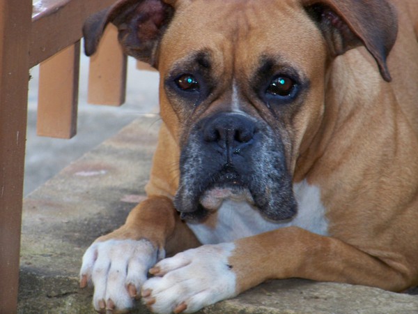 Diário de uma Veterinária: Boxer - Veterinária - Gato