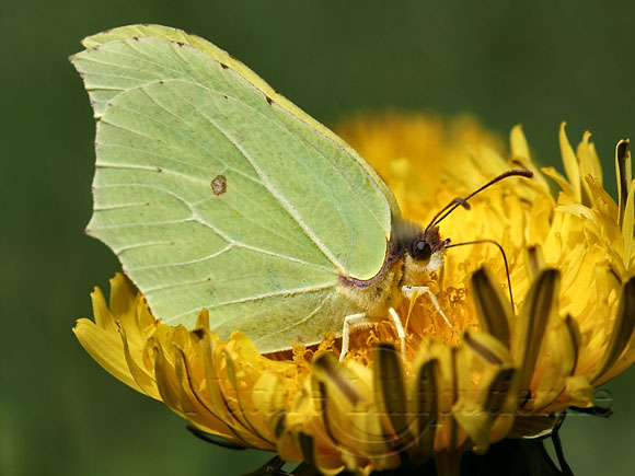 Photo Nature Lilliputienne (macrophotographies): Gonepteryx rhamni - le ...