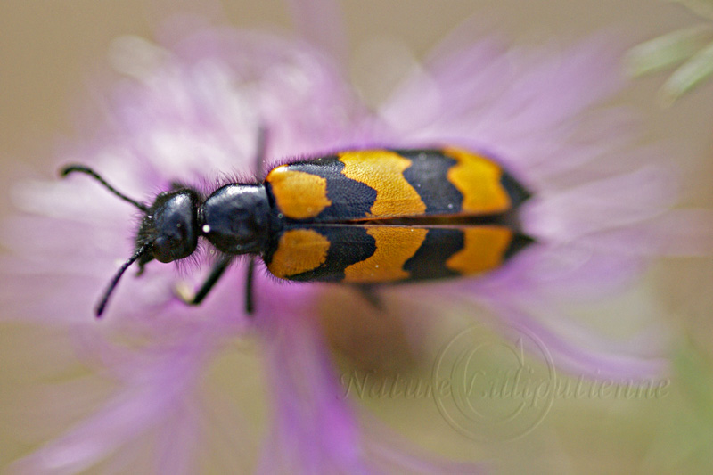 Photo Nature Lilliputienne (macrophotographies): Mylabris variabilis ...