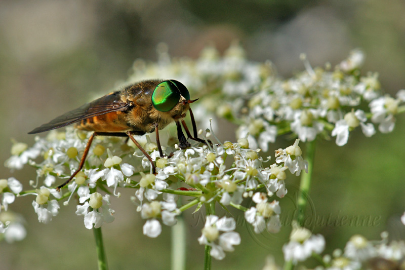 Photo Nature Lilliputienne (macrophotographies): Tabanus sp..