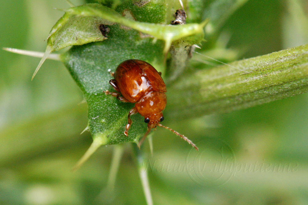 Photo Nature Lilliputienne (macrophotographies): Sphaeroderma testacea