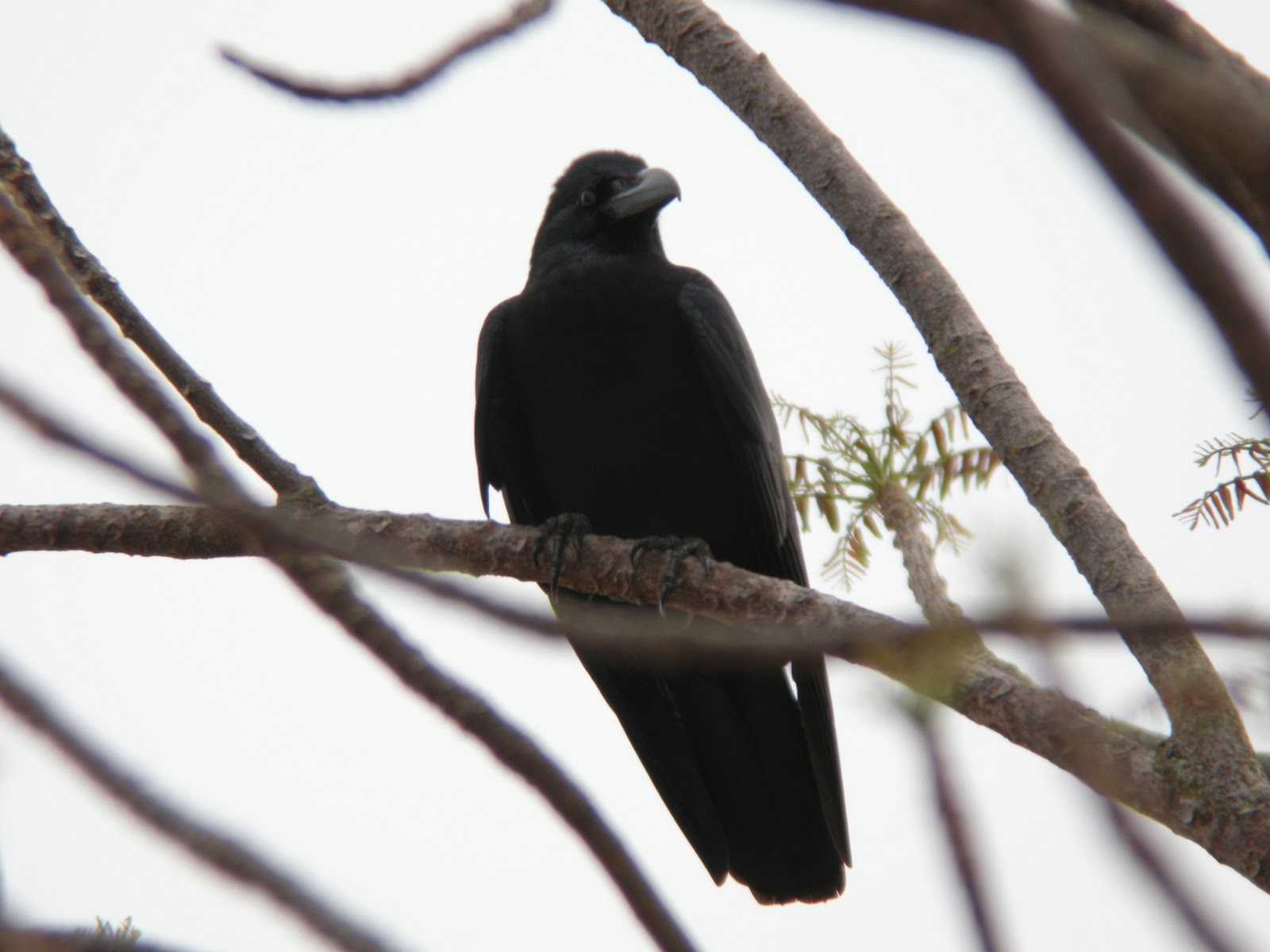 Live wildlife!: Nesting Southern Jungle Crow