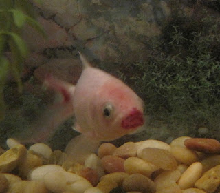 Red Spot On Goldfish