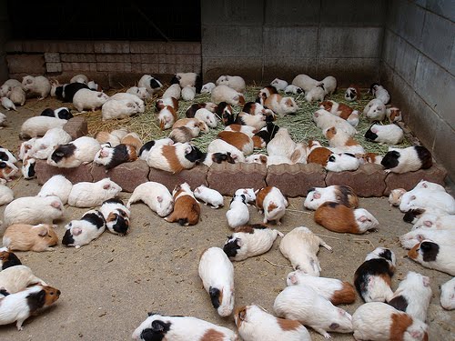 Mundo Animal: Cobayas