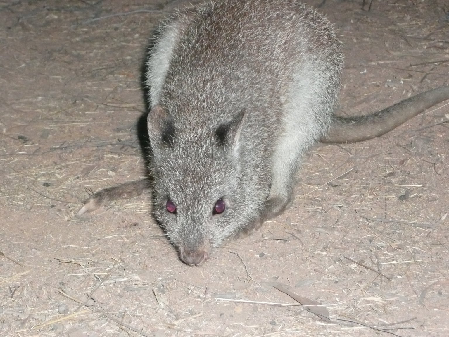 Alice The Camel: Day 35-36 July 12-13 Port Douglas-Undara 350km