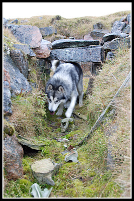 Jen of Nunavut: Tuniit, A History Lesson