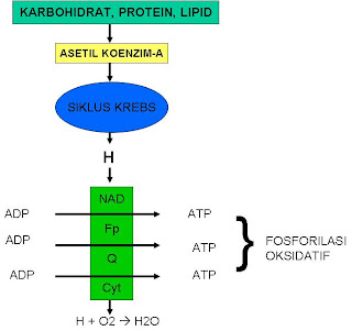 BIOKIMIA GIZI: METABOLISME LEMAK