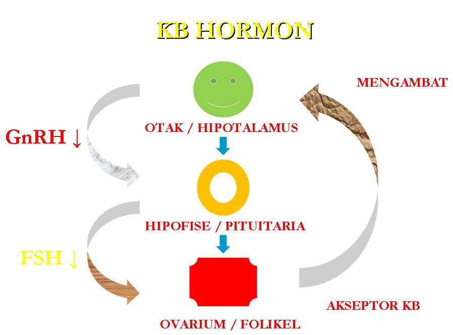 dr. Suparyanto, M.Kes: HORMON