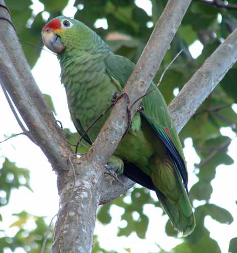 jungle life: green parrots ,green blue parrots ,african parrots wallpapers