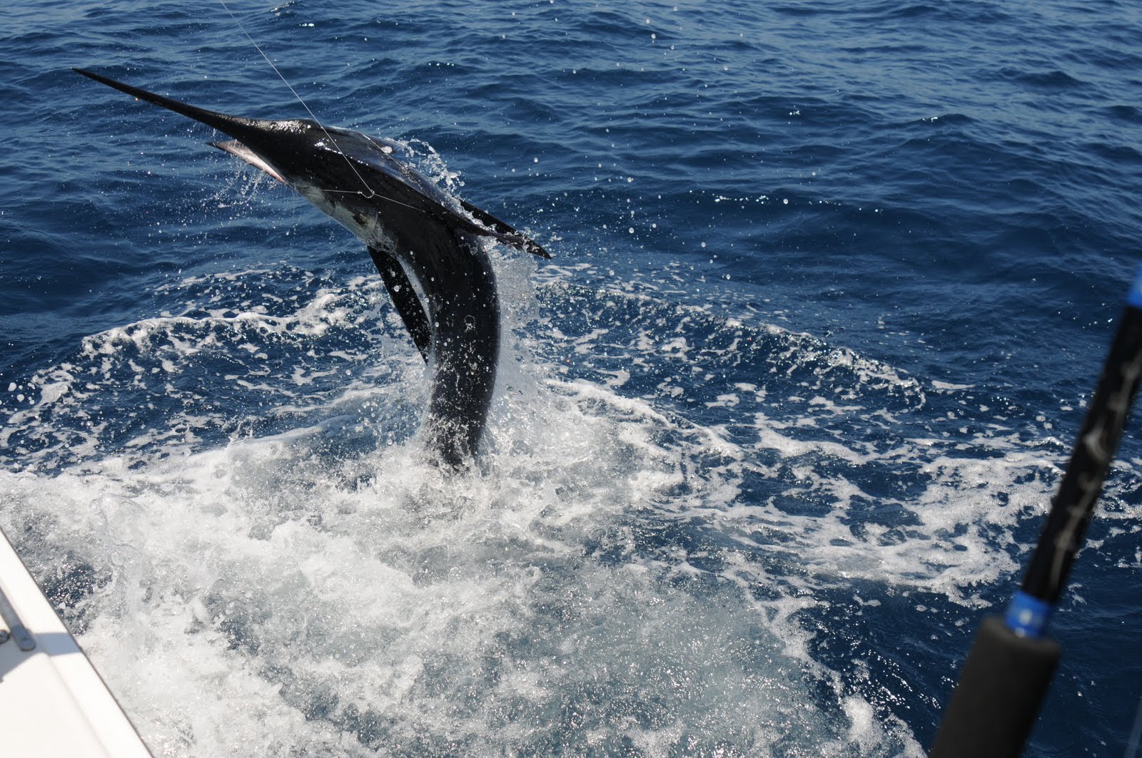 Pisces Fleet Sportfishing Blog: Pat Volpe and family