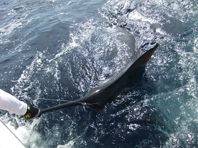 Pisces Fleet Sportfishing Blog: Last Week Black Marlin caught aboard ...