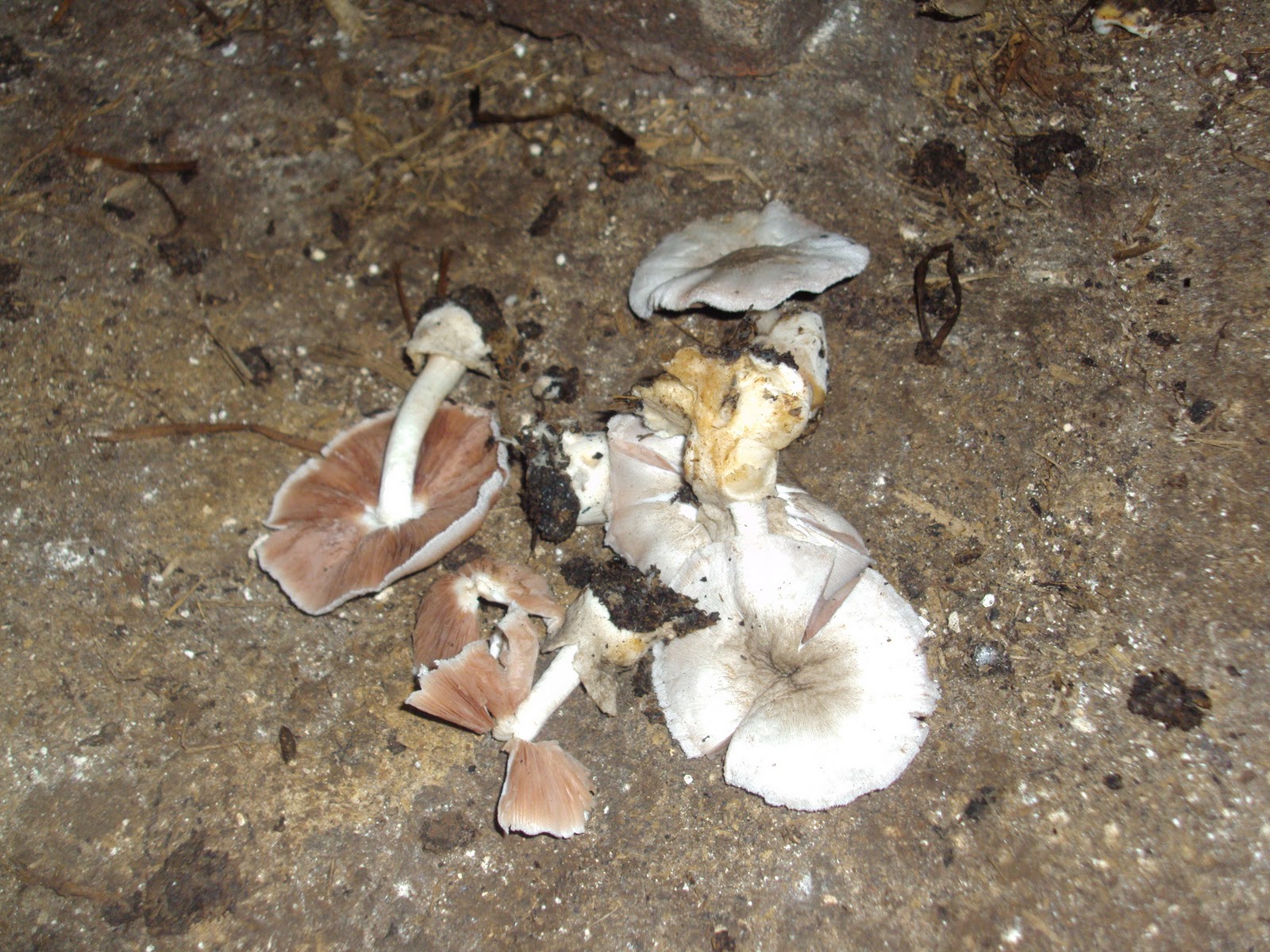 Kumbung Jamur Pak Api: Sejarah