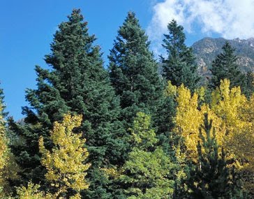 Arboloteando el paisaje: ABETO (Abies alba)