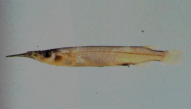 Ikan Hias Julung-Julung Genus Dermogenys