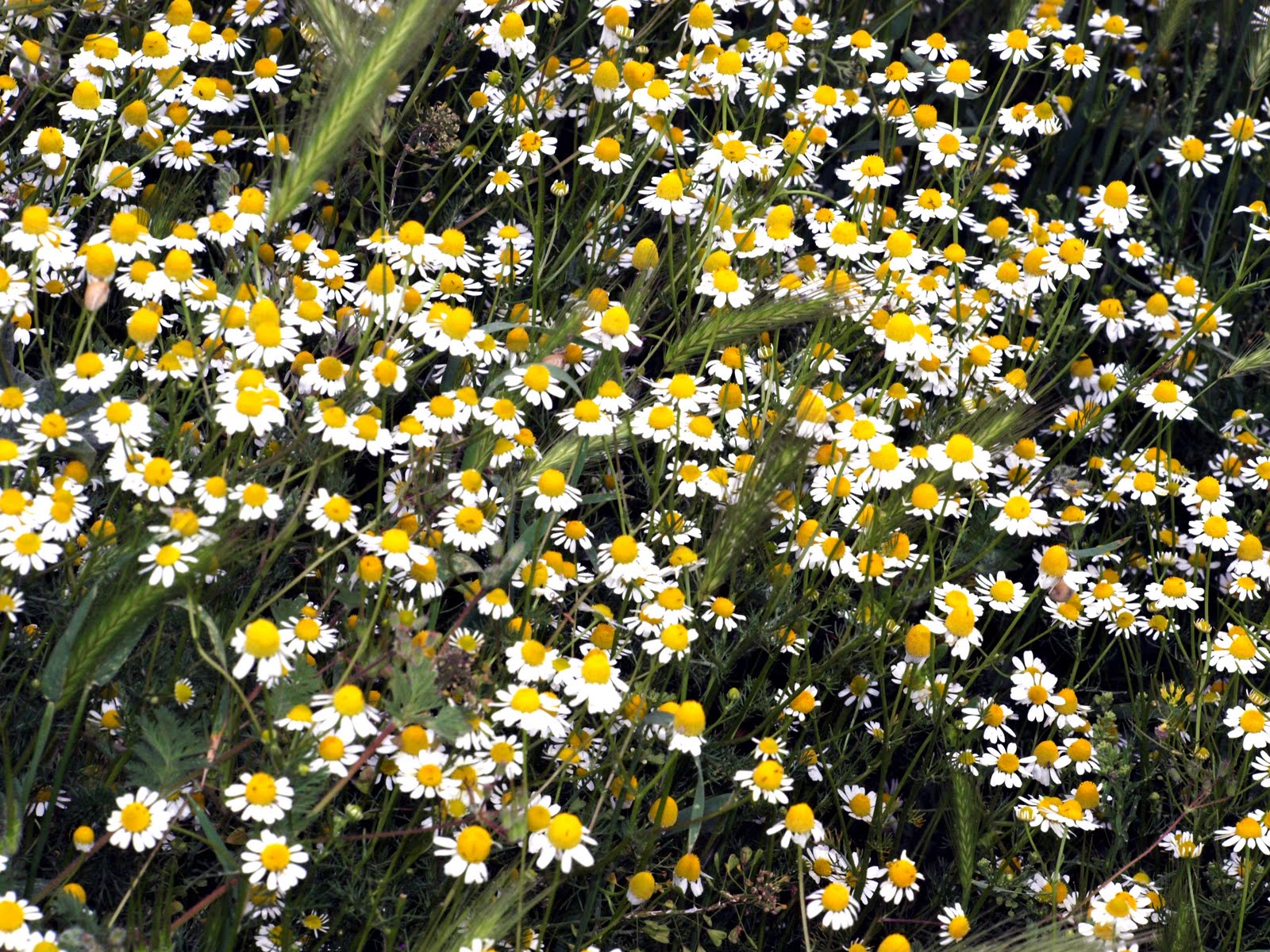 dan dumitriu: Flori de muşeţel