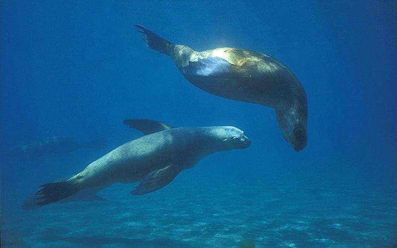 Nombre de animales que nadan - Imagui