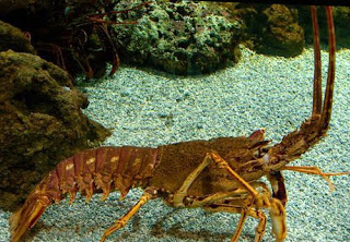 Fauna Marina: Langosta.