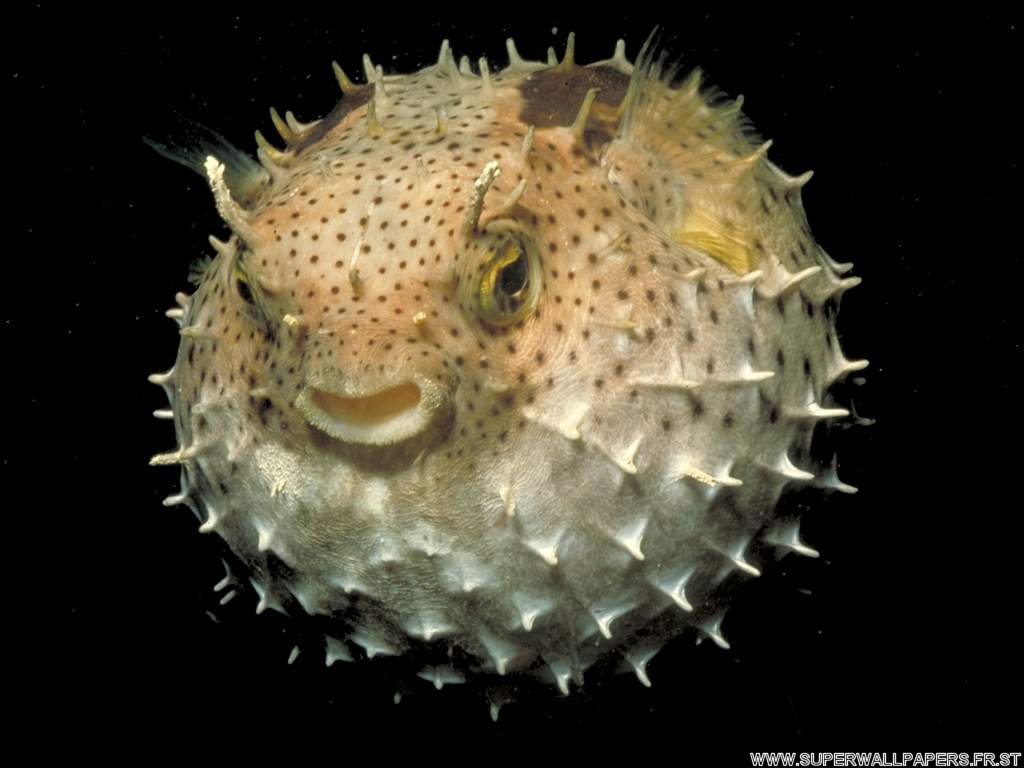 Fauna Marina: Pez Globo.