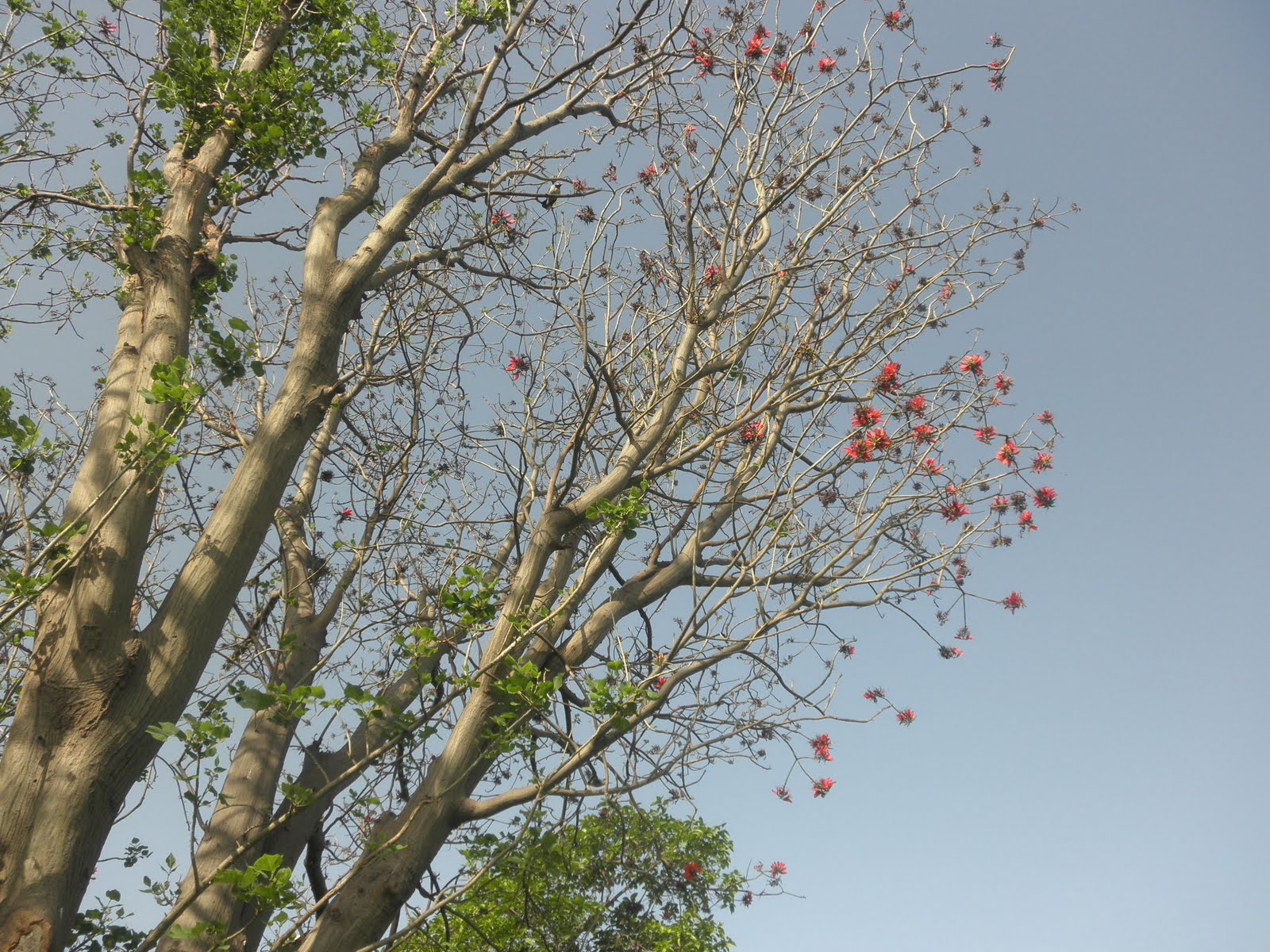 Dhak - Butea monosperma