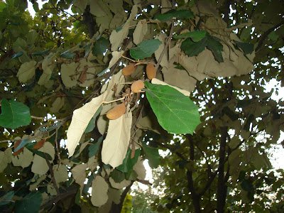 Kanak Champa-Pterospermum acerifolium