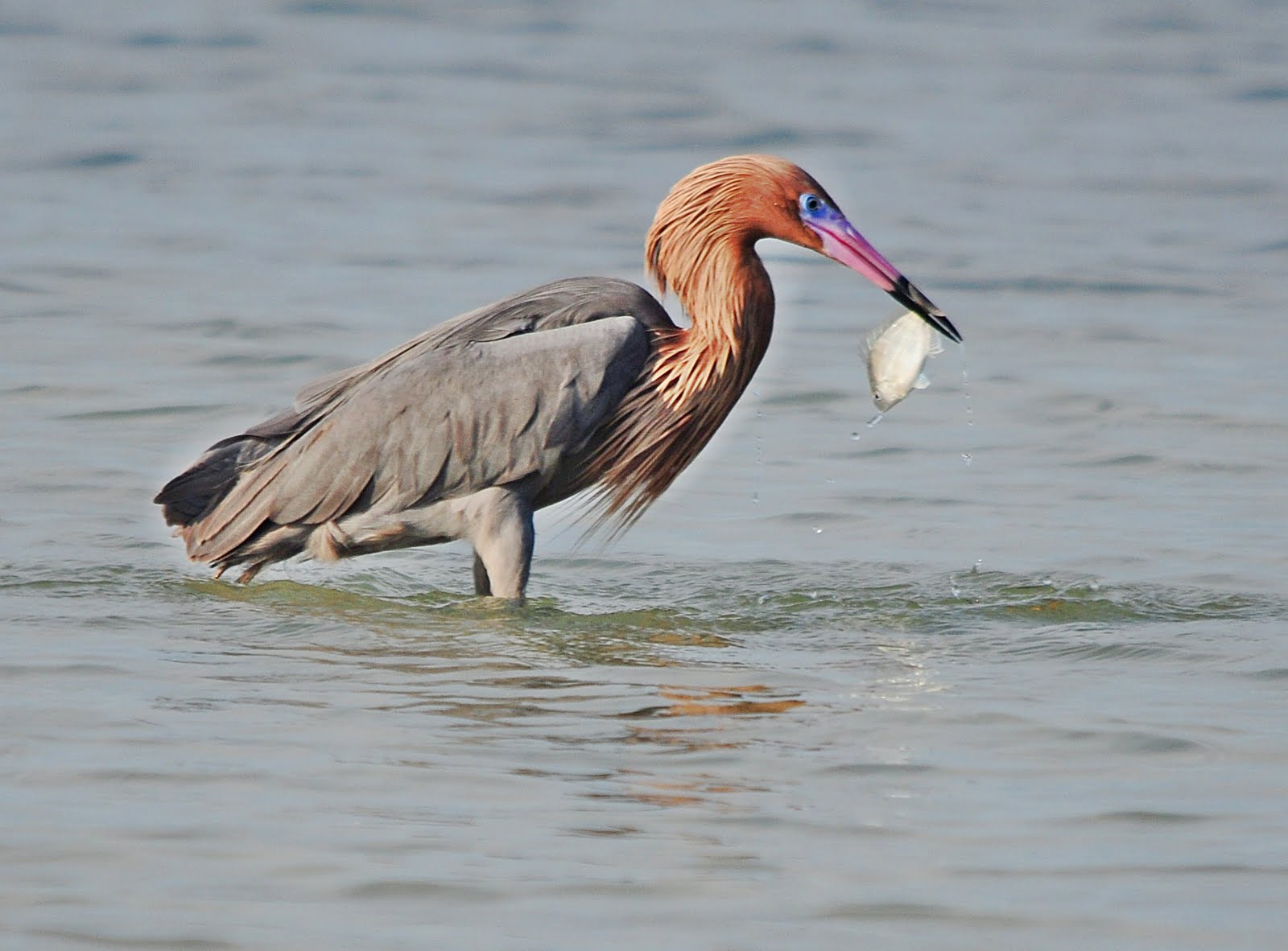 Dina's City Wildlife Adventures: Reddish egret at Fort Desoto