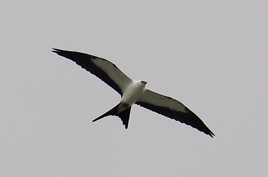 Dina's City Wildlife Adventures: Swallow tail kites in my neighborhood