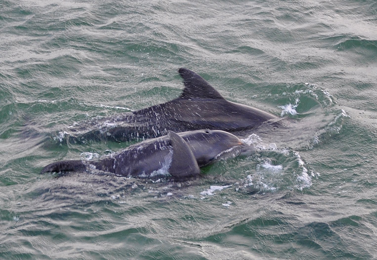 World Amazing Wallpapers: Dolphins at the fishing pier.