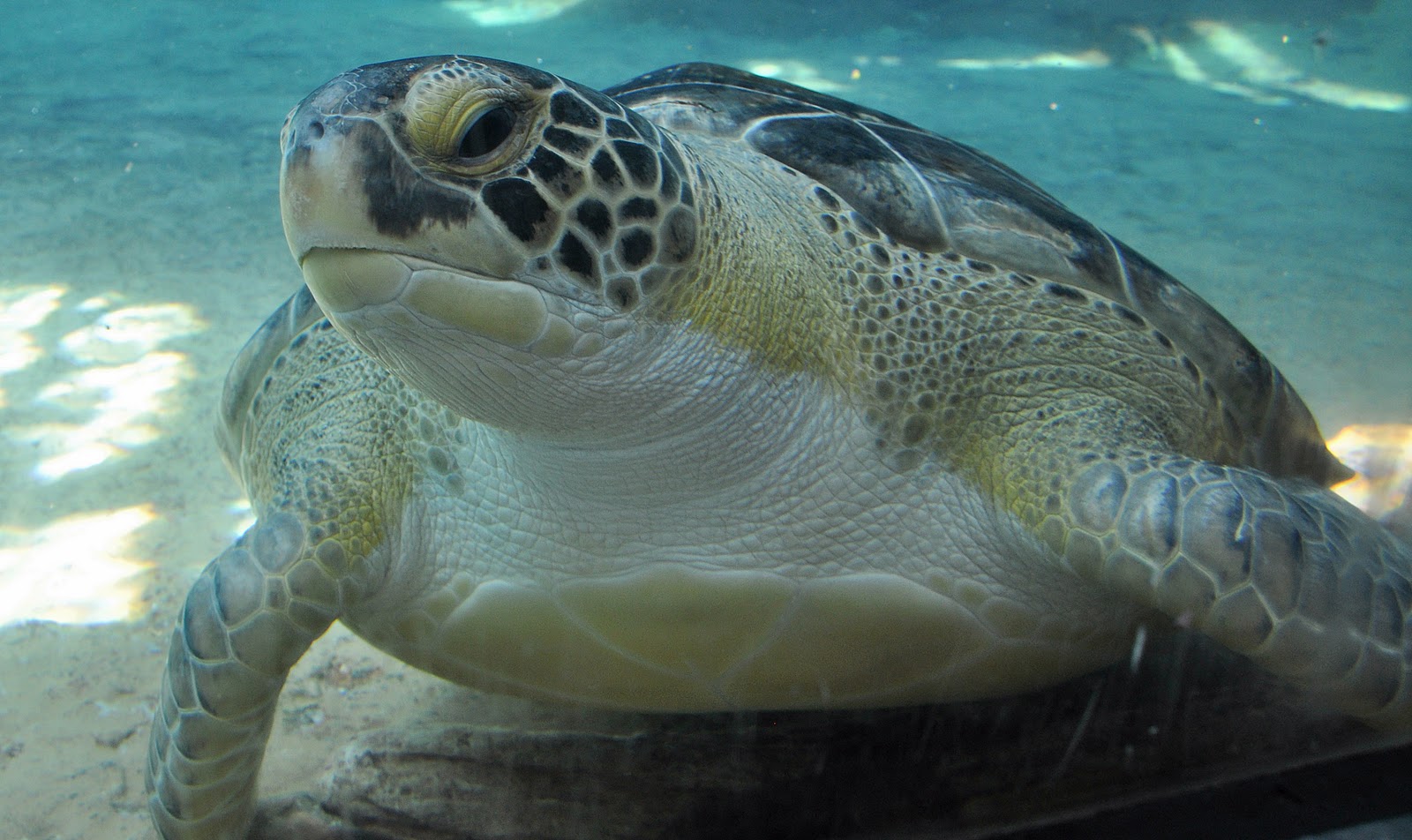 World Amazing Wallpapers: Marine animals at Mote Marine Laboratory