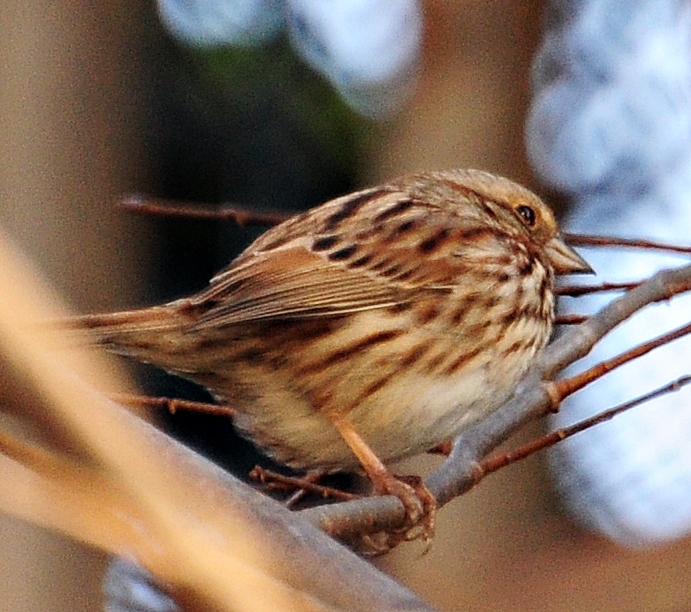 Dina's City Wildlife Adventures: Atlanta birds in the cold - My World ...