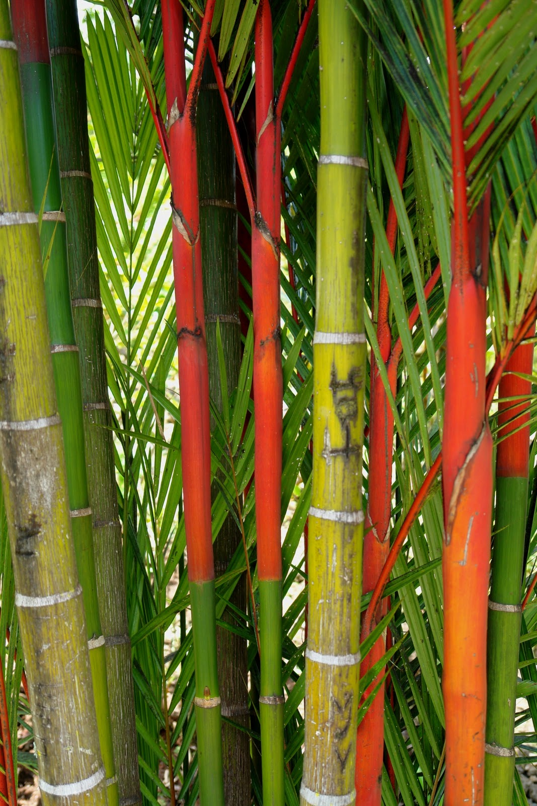 ARSHAD SEMAIAN: RED PALM