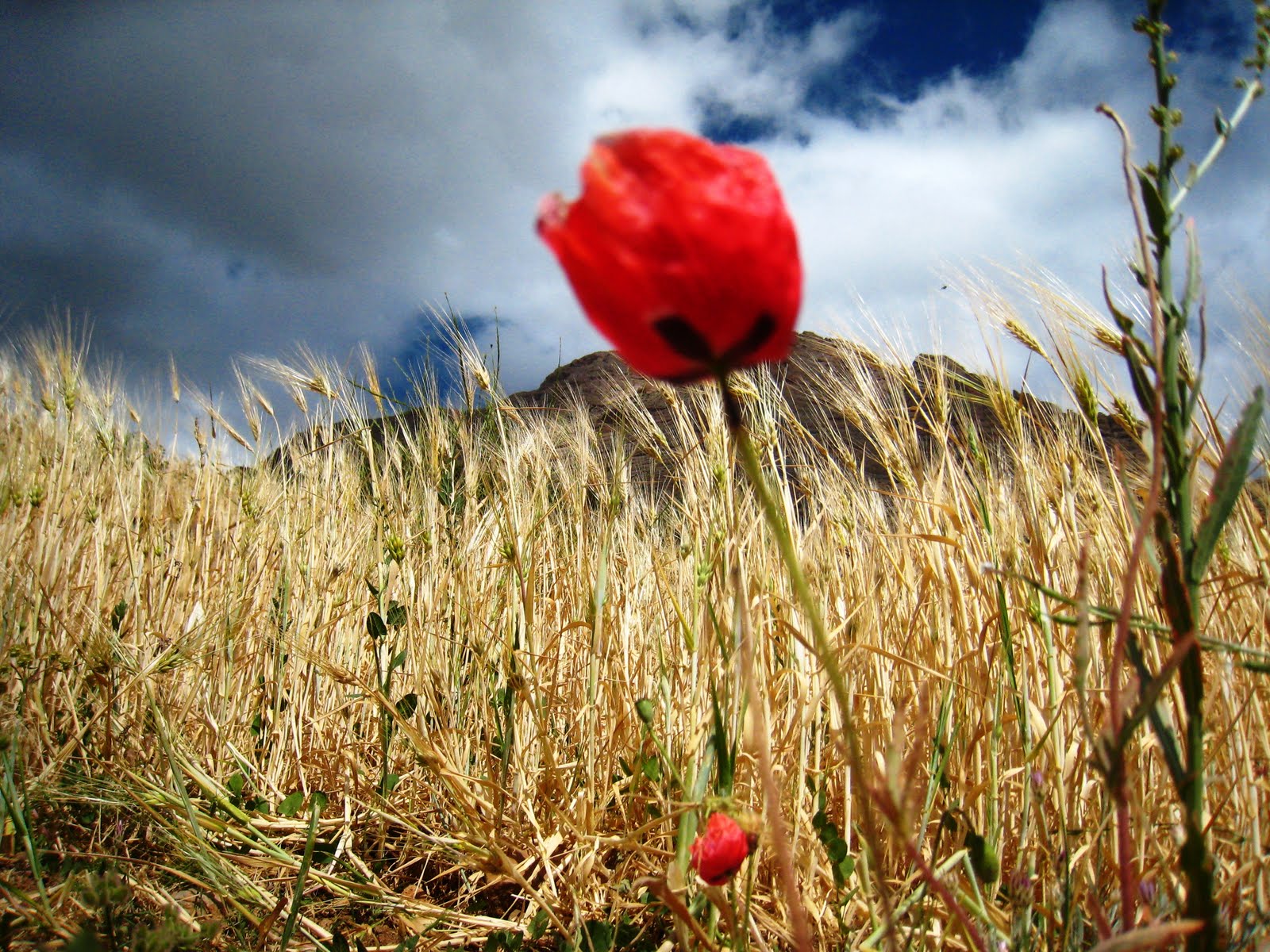 (Foto: "Unkraut" Mohn im Kornfeld)