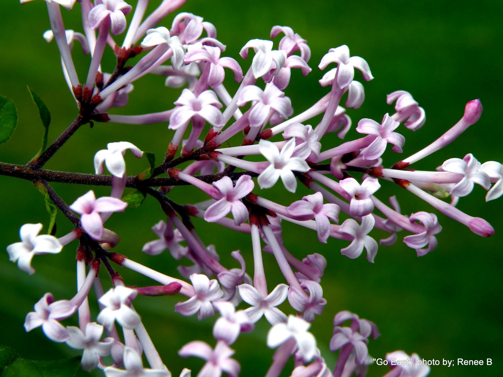 "Go East", they said...: Weeping Lilac Tree
