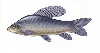 Wildlife Art News: June 2007