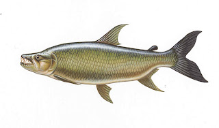 Wildlife Art News: June 2007