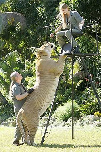 Worlds amazing Creatures: Liger