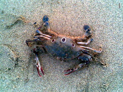 MALVAN TOUR: Khekada