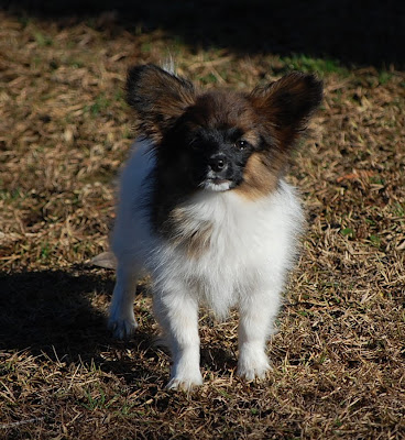 Camera' s Eye: Butterfly Dogs