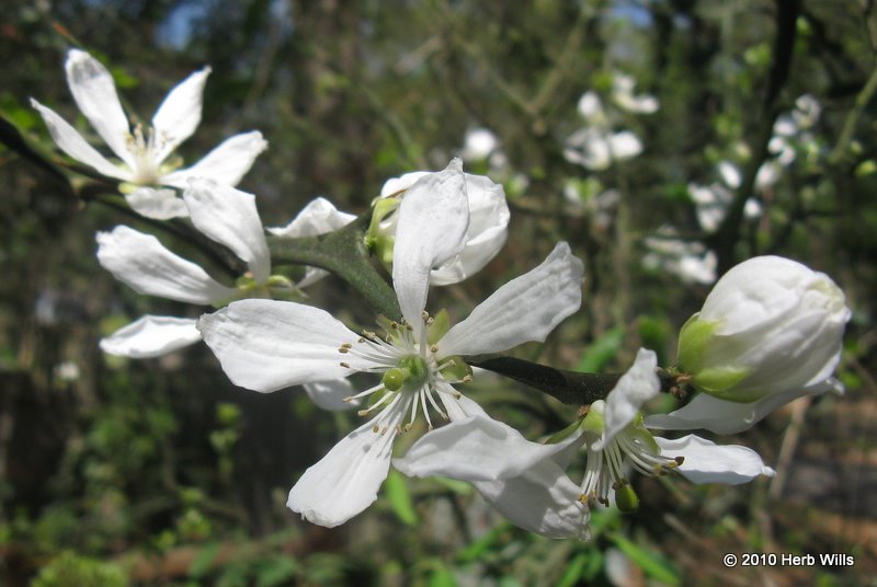 Trouble Afoot!: Trifoliate Orange Trees In Flower