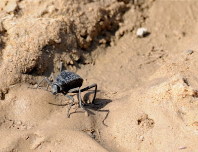 A Wandering Naturalist: Qatar: Down on the (Arakhiya) Farm